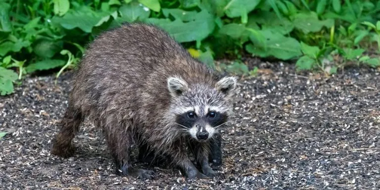 Are Raccoons Considered To Be Rodents? (Answer)