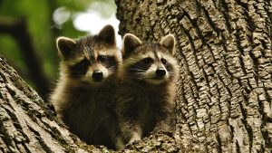 21 Cute & Fascinating Baby Raccoon Facts