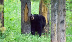 What Animal Eats Raccoons? (13 Natural Predators)