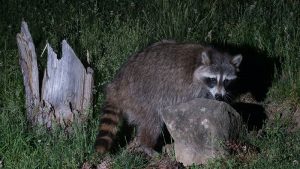 Where To Find Raccoons Sleeping (And When To Look)