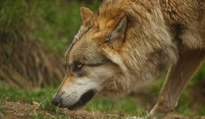 What Animal Eats Raccoons? (13 Natural Predators)