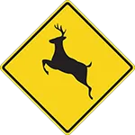 9 Common Deer Sounds (And Their Meaning)